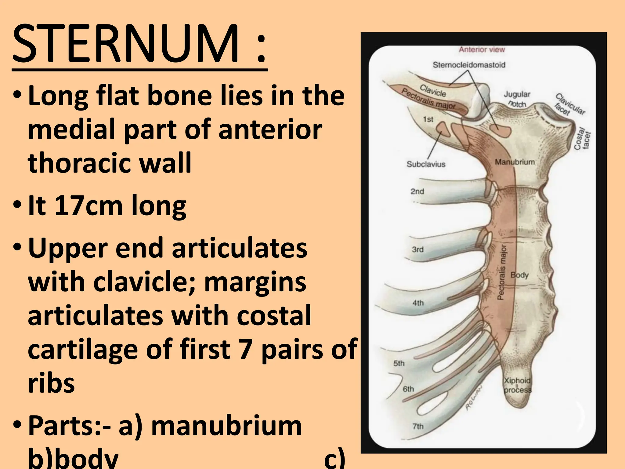 AYESHA BIBI (30) ribs and sternum.pptx