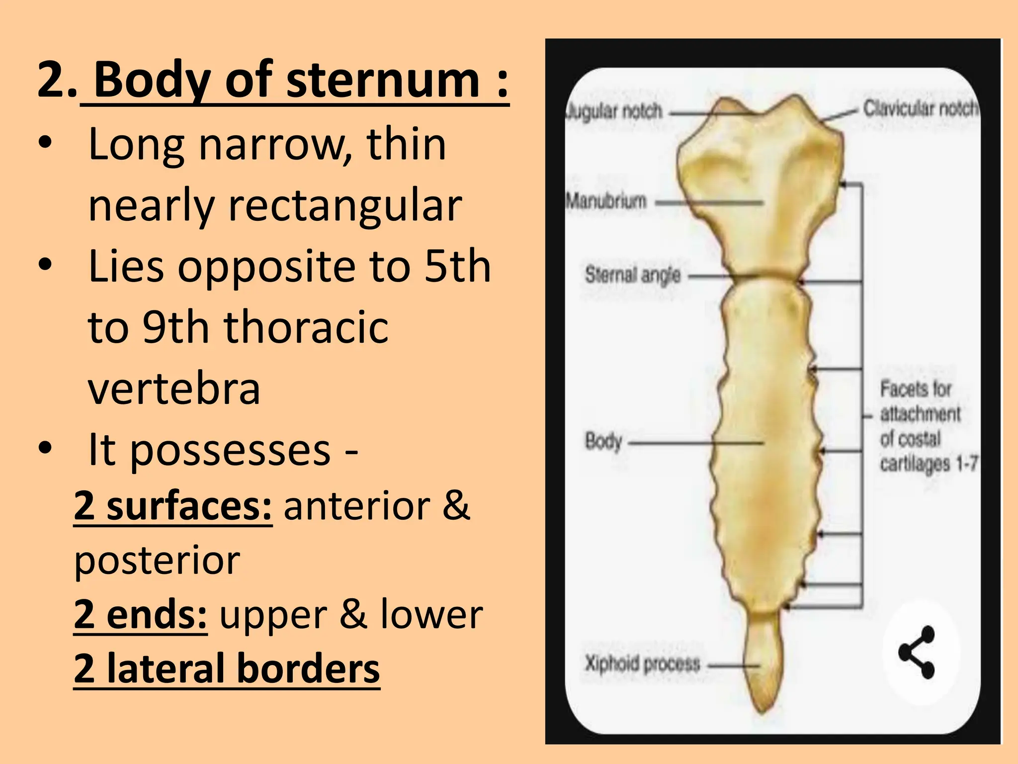 AYESHA BIBI (30) ribs and sternum.pptx
