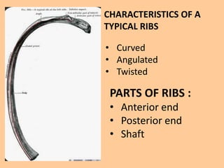 AYESHA BIBI (30) ribs and sternum.pptx