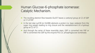 Human glucose-6-phosphate isomerase(GPI) or phosphoglucose isomerase ...
