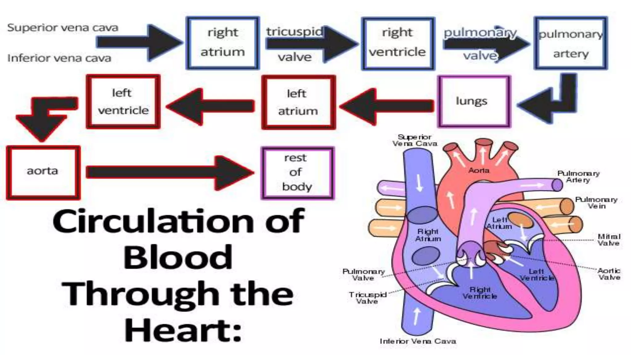 Heart and circulation | PPTX
