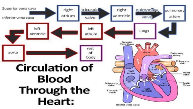 Heart and circulation | PPT