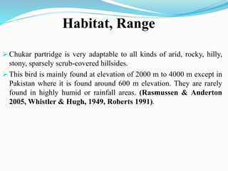 Chukar ppts.pptx