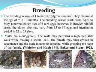 Chukar ppts.pptx