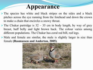 Chukar ppts.pptx