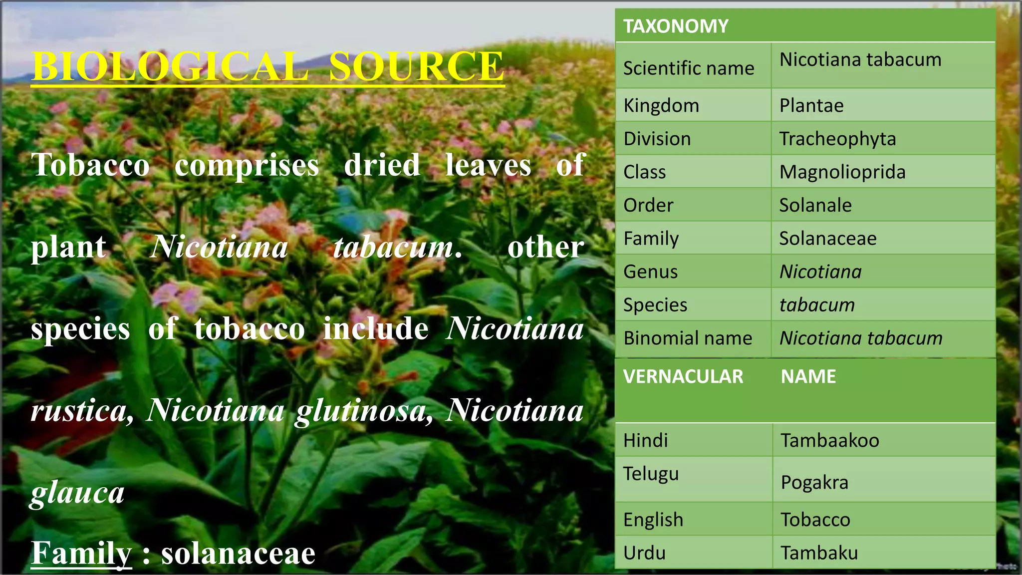 TOBACCO - Good or bad you decide? | PDF