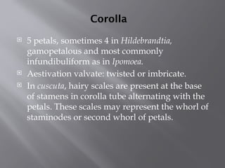 AYESHA SADDIQA...... Family Convolvulaceace.pptx