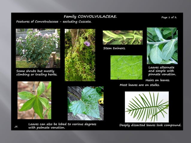 AYESHA SADDIQA...... Family Convolvulaceace.pptx