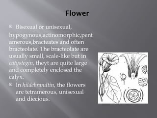 AYESHA SADDIQA...... Family Convolvulaceace.pptx