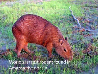 PPT ON AMAZON RIVER BAZIN | PPTX