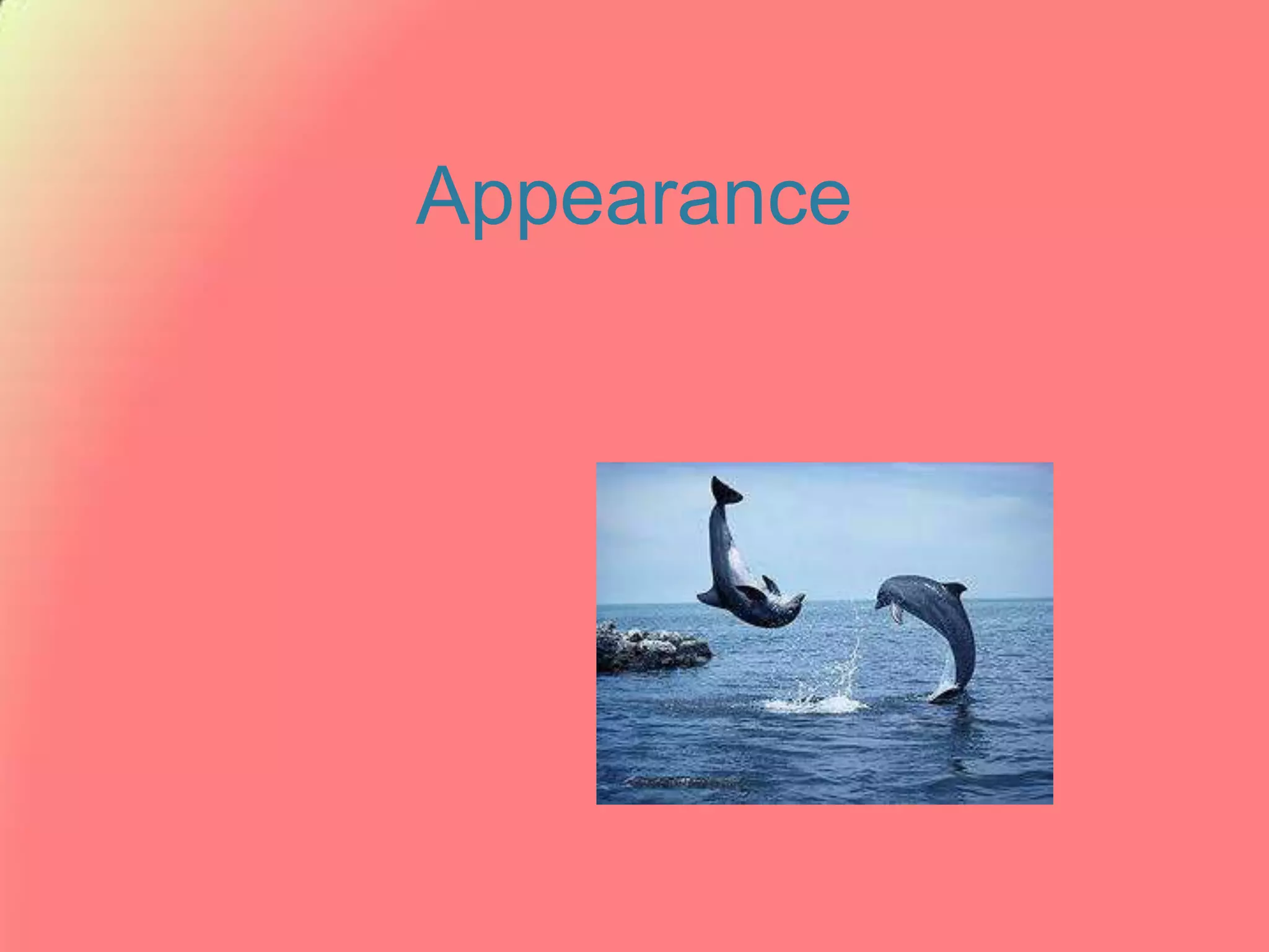 Ayla's Animal Report | PPT