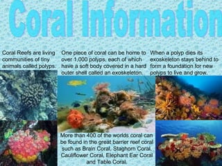 Ayla gr8 barrier reef slide show | PPT