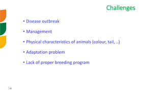 Genetic improvement of small ruminants in Ethiopia have failed and need ...