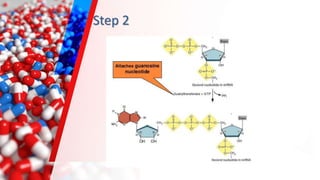 Differential rna processing | PPTX