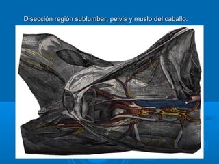 Veterinaria y Zootecnia, Angiología | PPT