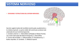 AYUDAS SISTEMA NERVIOSO.pdfpartes del cuerpo | PDF