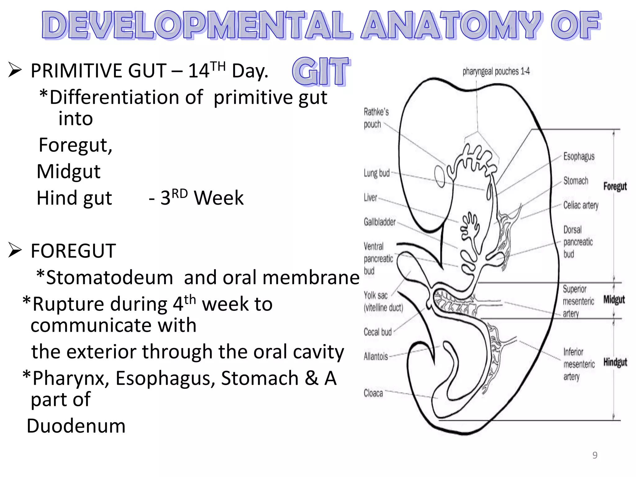 Ayurvedic anatomy of Gastero intestinal Tract | PPTX