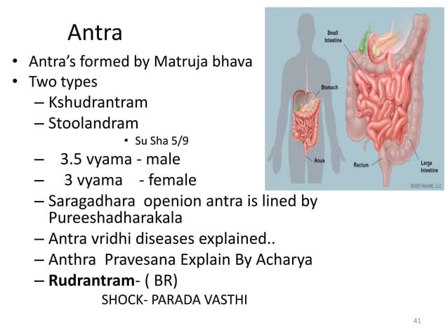 Ayurvedic anatomy of Gastero intestinal Tract | PPTX