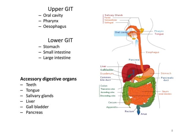 Ayurvedic anatomy of Gastero intestinal Tract | PPTX