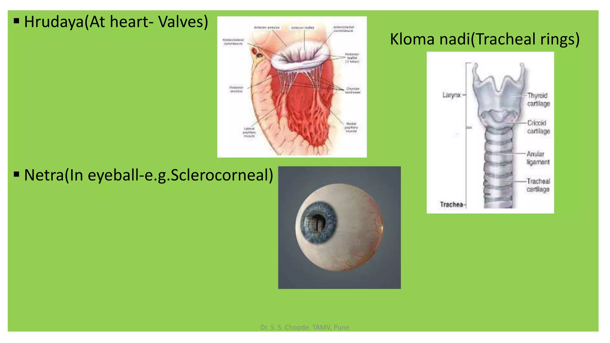 Ayurved Sandhi Prakar(Types of joints as per Ayurved) | PPTX