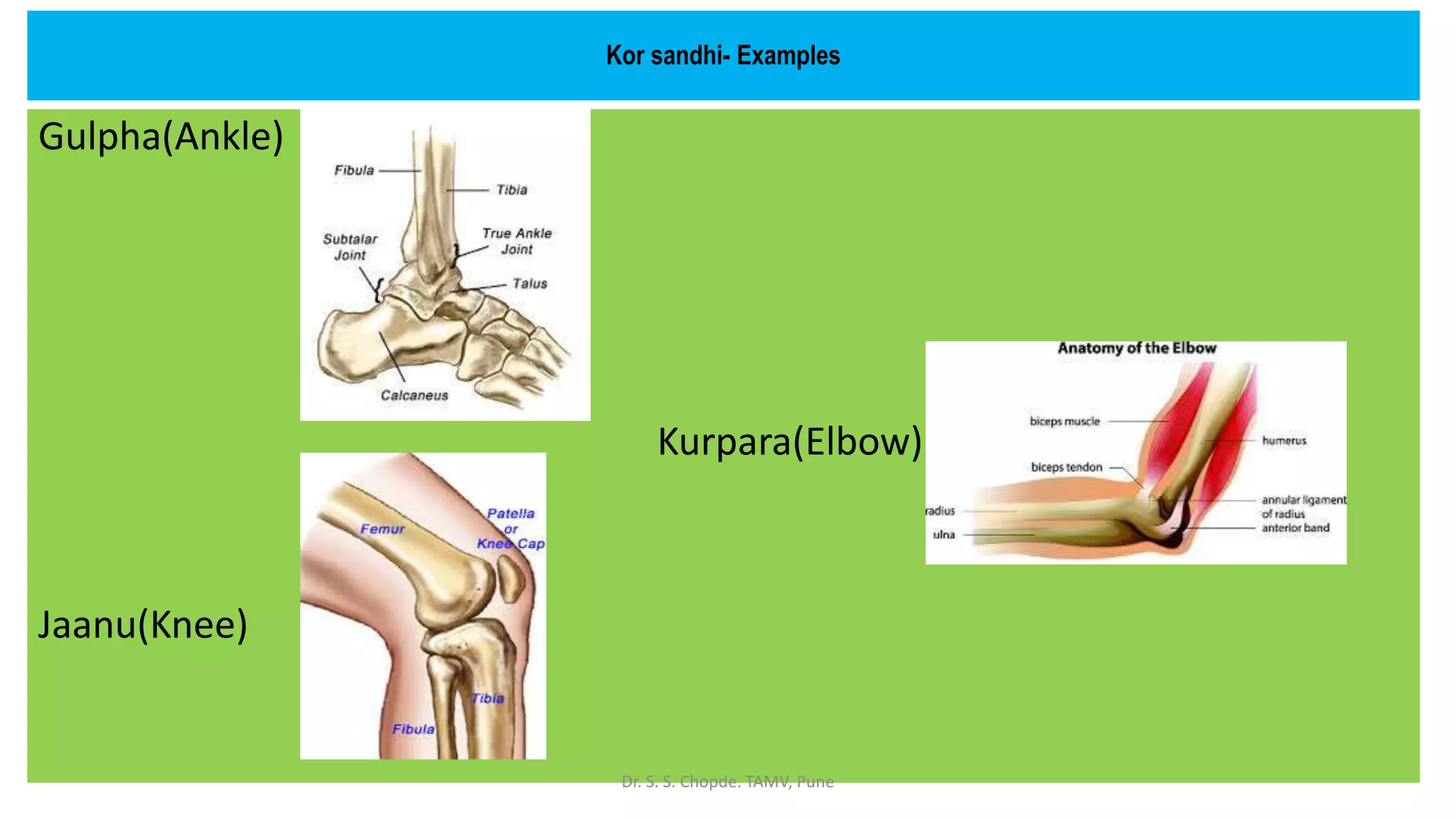 Ayurved Sandhi Prakar(Types of joints as per Ayurved) | PPTX