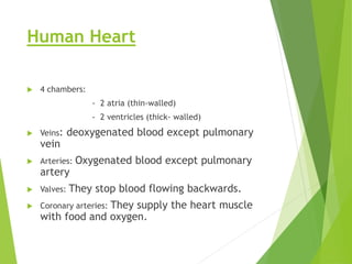 transport in human being | PPT