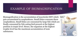 Ayush biomagnification | PPTX