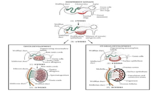 Genito urinary system -clinical | PPTX