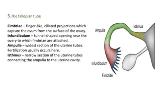 Genito urinary system -clinical | PPTX