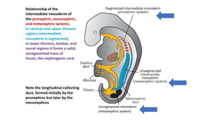 Genito urinary system -clinical | PPTX