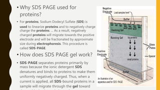 Molecular weight determination and Characterization of Enzymes | PPTX