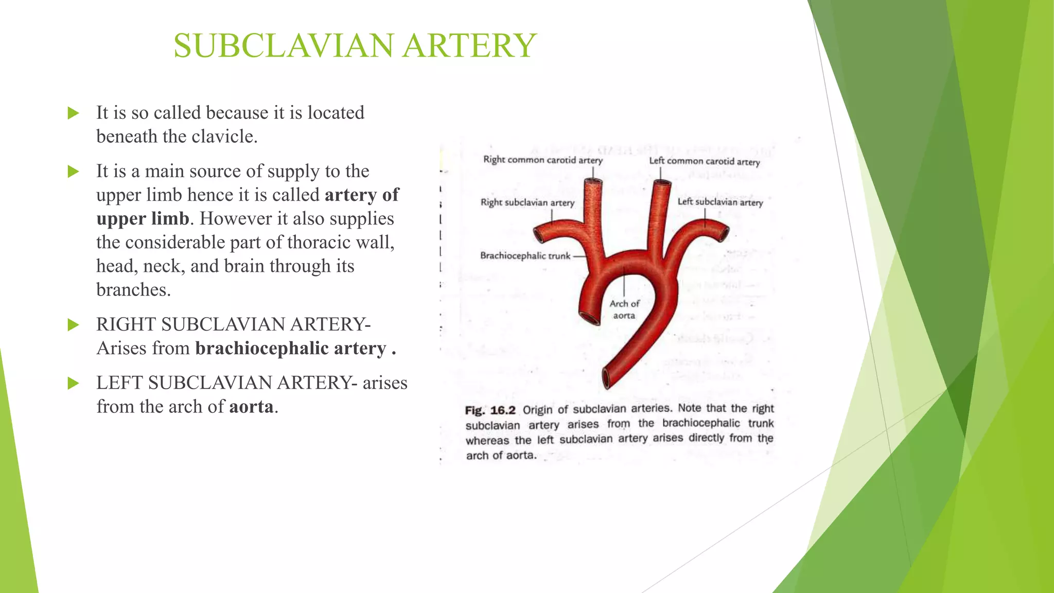 Blood supply of head & neck and periodontal tissues | PPT
