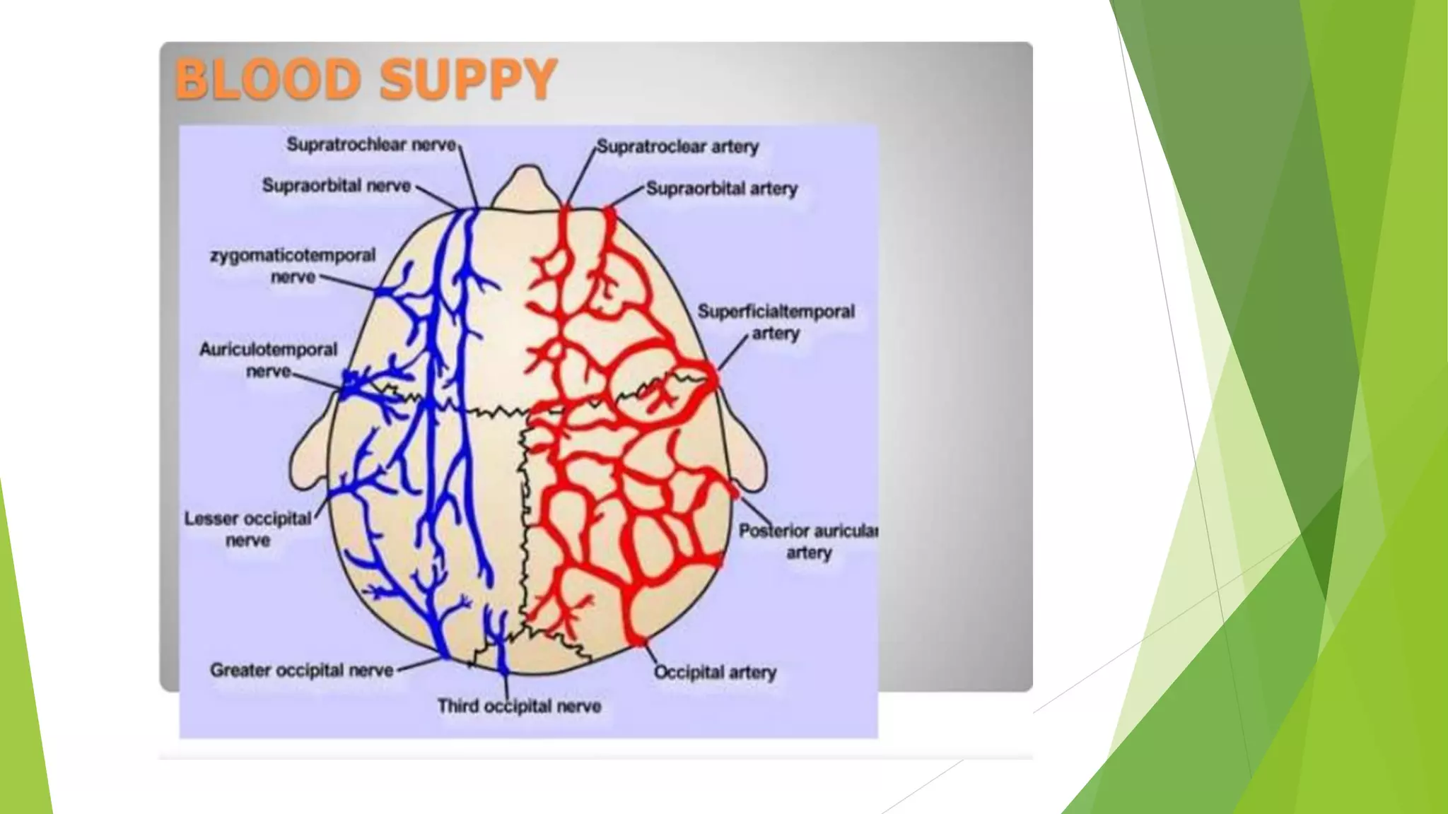 Blood supply of head & neck and periodontal tissues | PPT