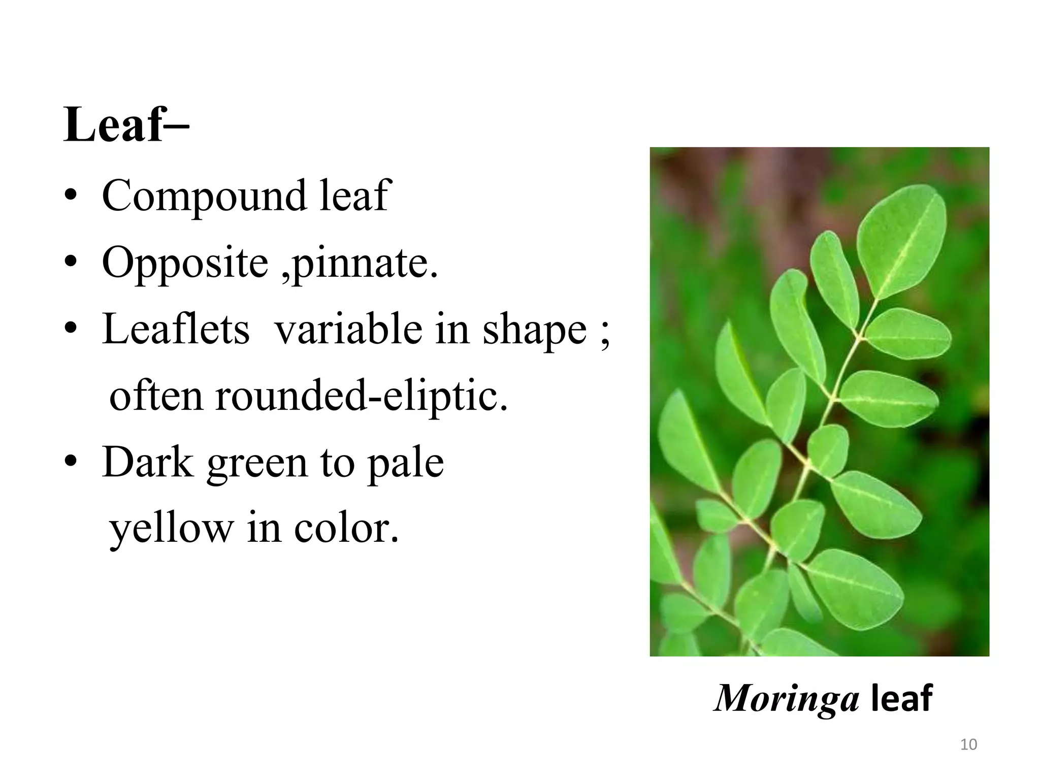 moringa-the miracle tree | PPTX