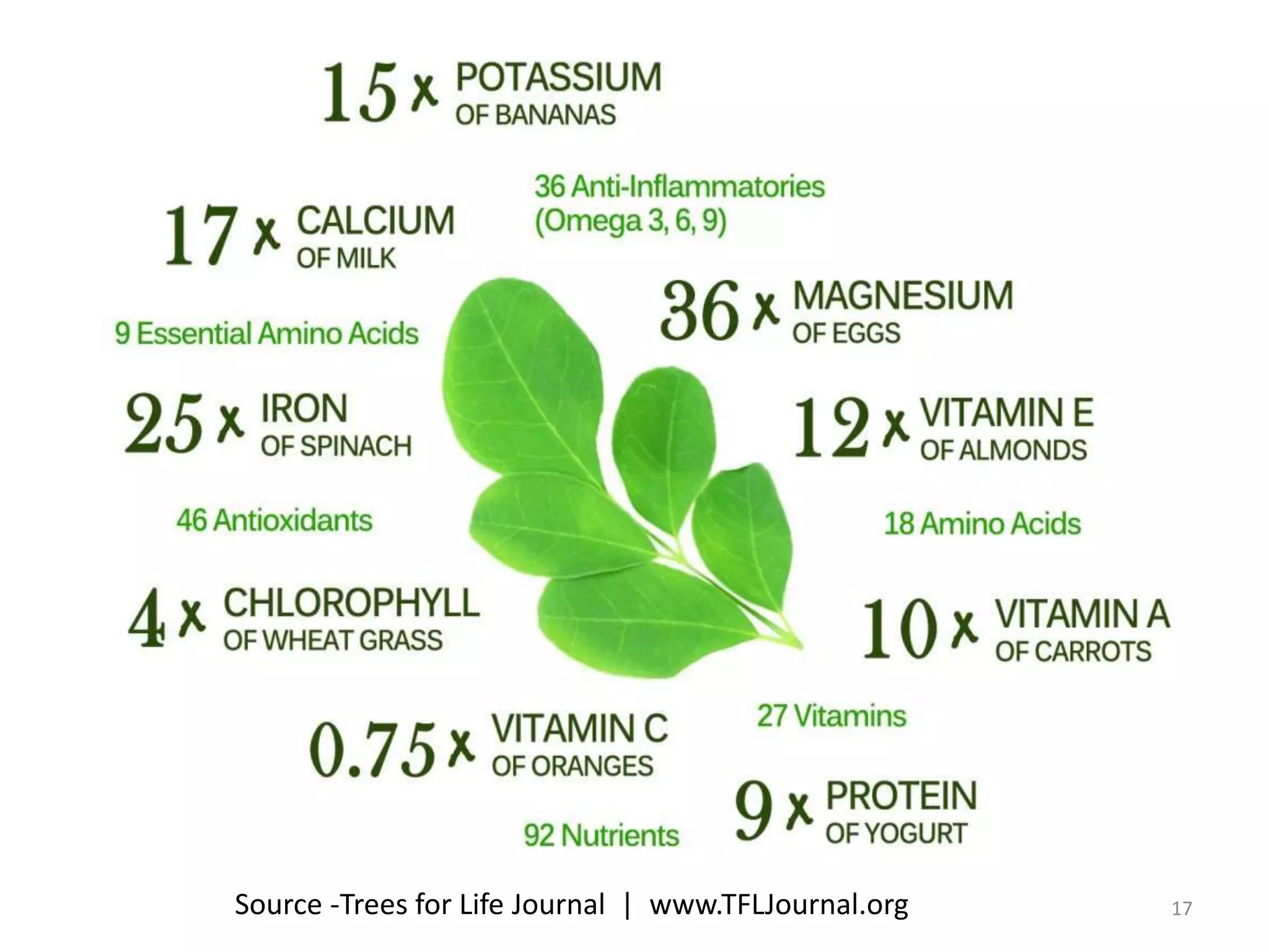 moringa-the miracle tree | PPTX