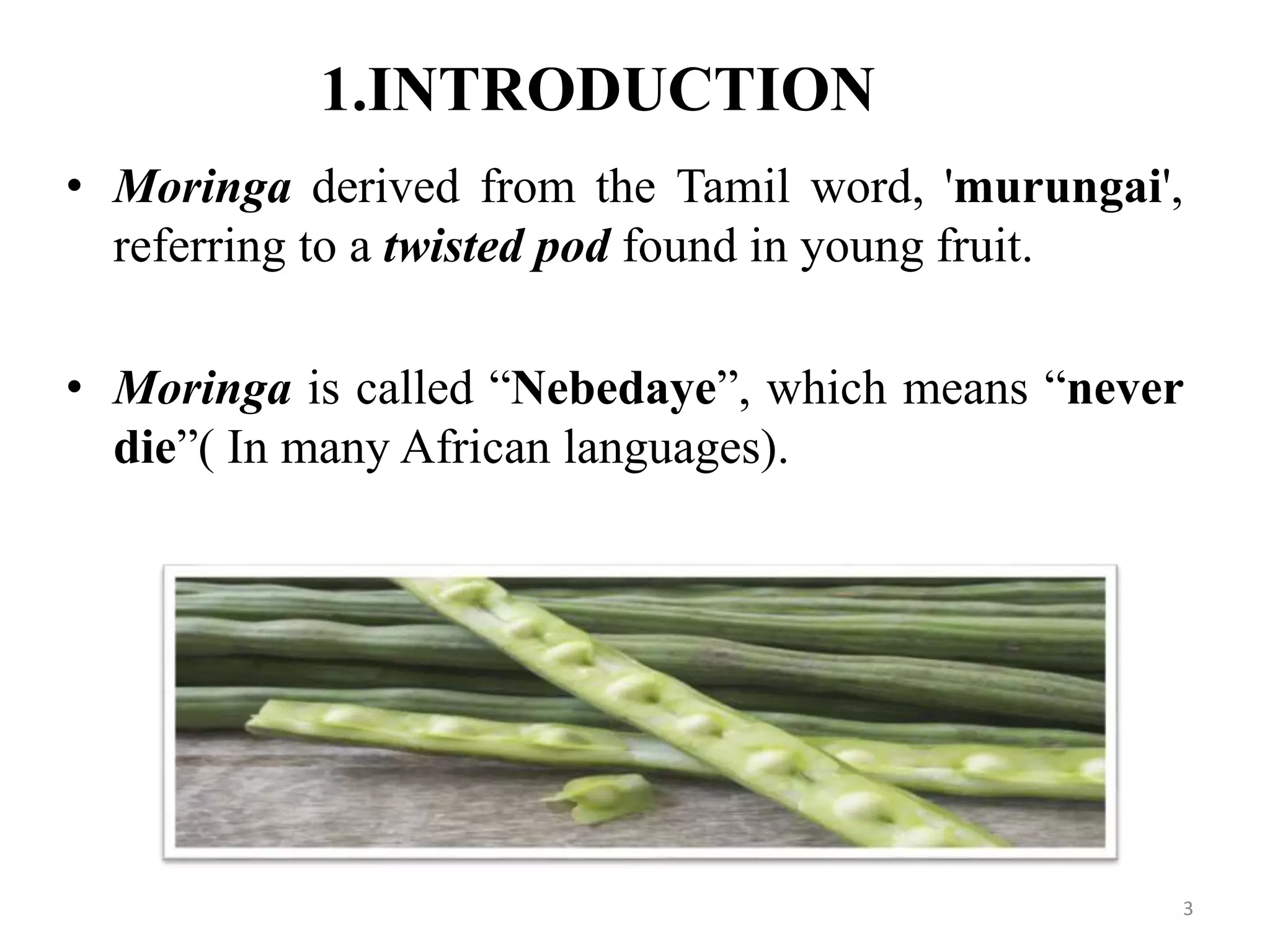 moringa-the miracle tree | PPTX