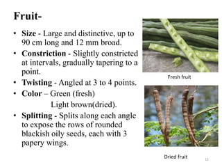 moringa-the miracle tree | PPTX