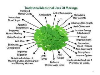 moringa-the miracle tree | PPTX