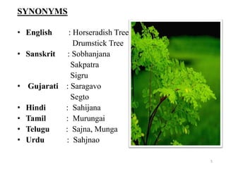 moringa-the miracle tree | PPTX