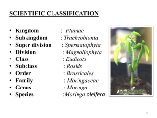 moringa-the miracle tree | PPTX