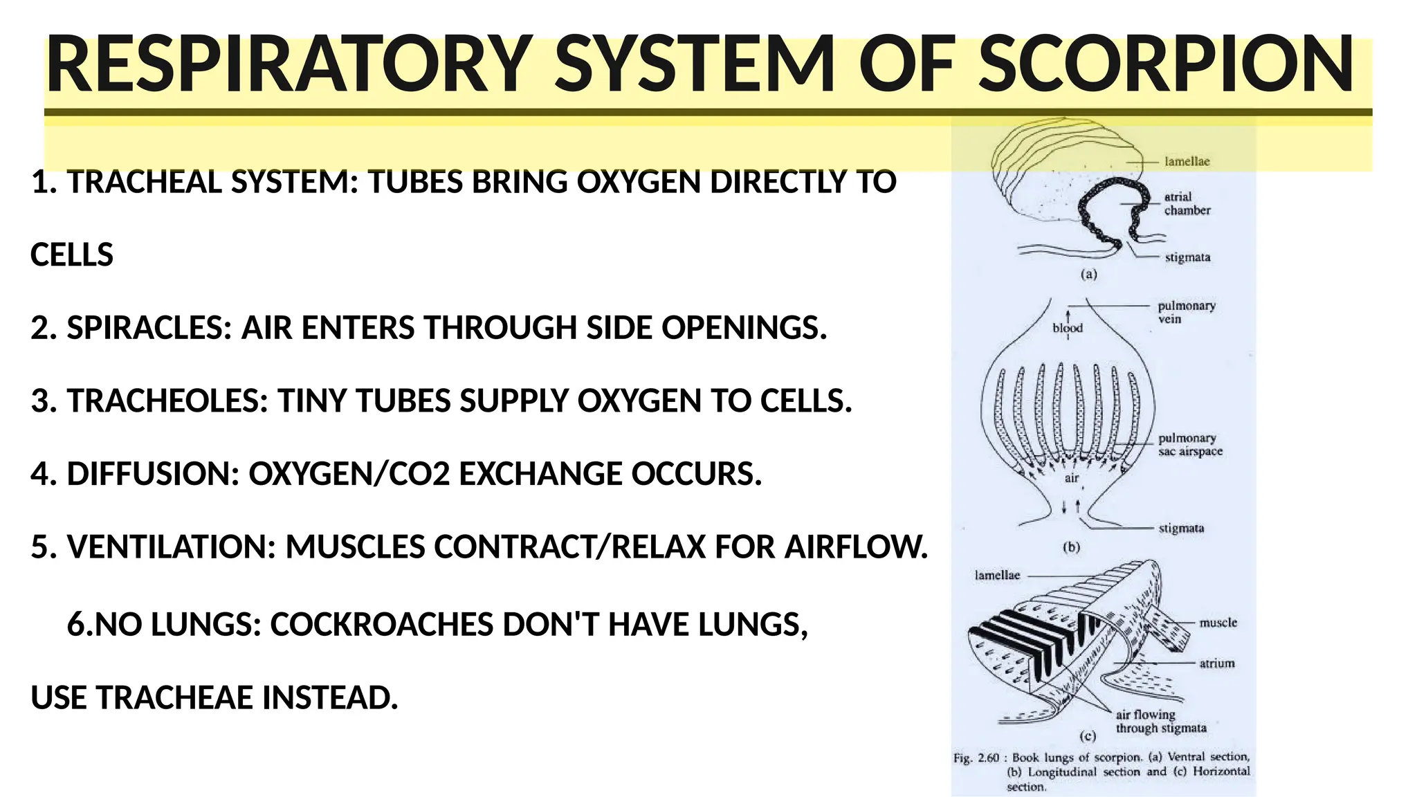 Organs of respiration in invertebrates.pptx