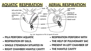 Organs of respiration in invertebrates.pptx