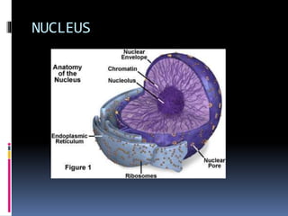 PARTS OF CELL | PPT