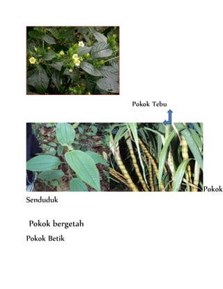 Ayu tumbuhan | DOCX