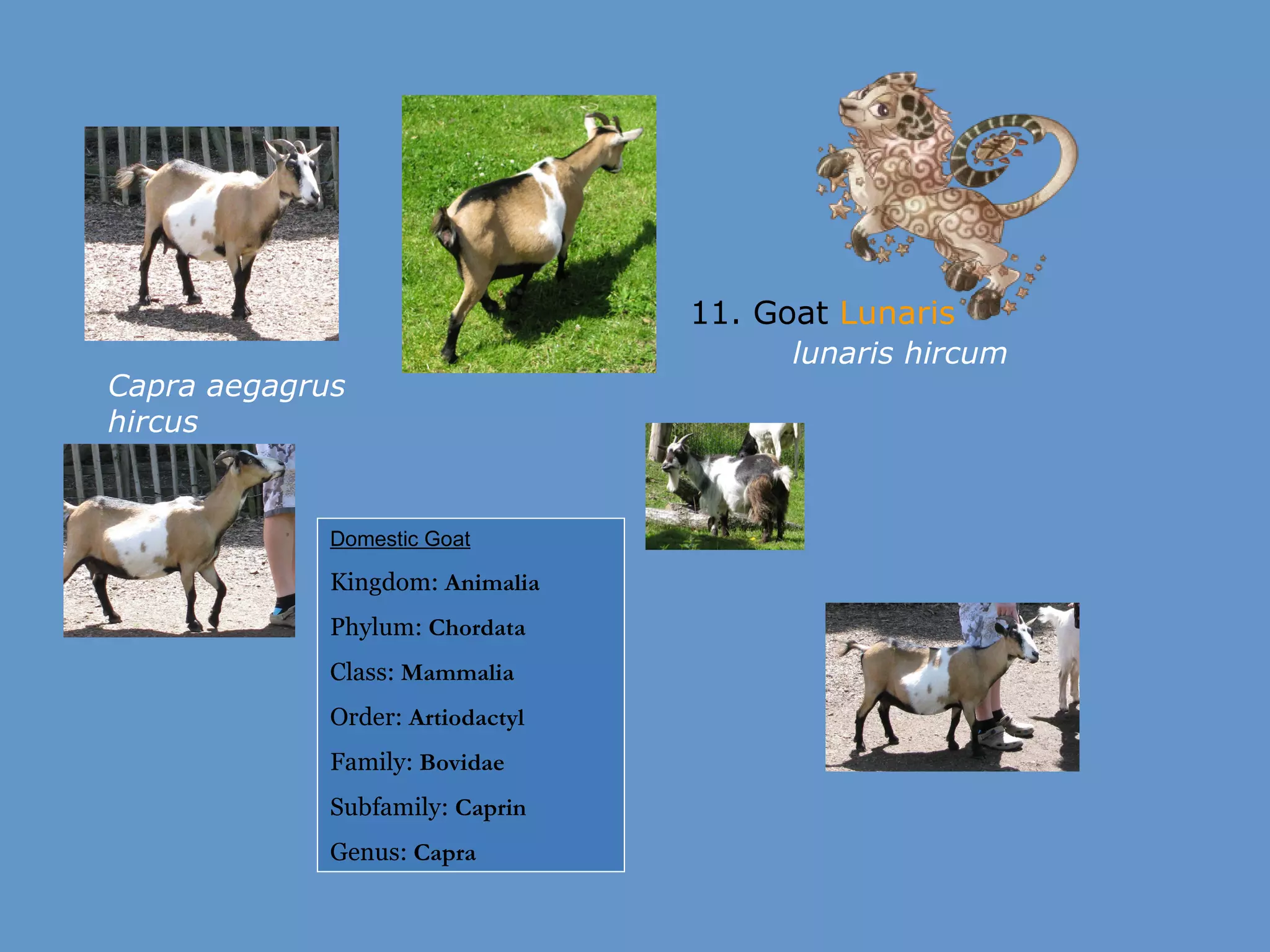 Aywas Colorations, Taxonomy, Classification, and Origins [Task #53 ...