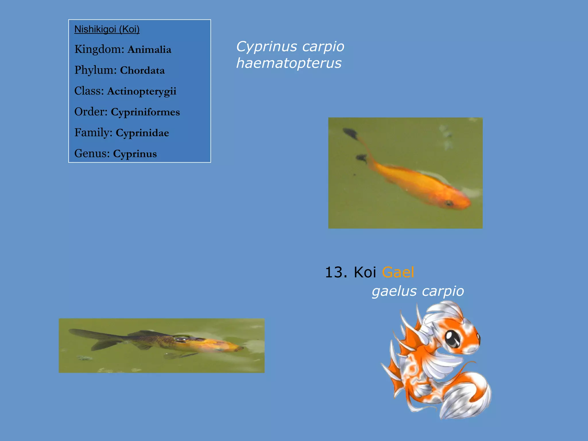 Aywas Colorations, Taxonomy, Classification, and Origins [Task #53 ...