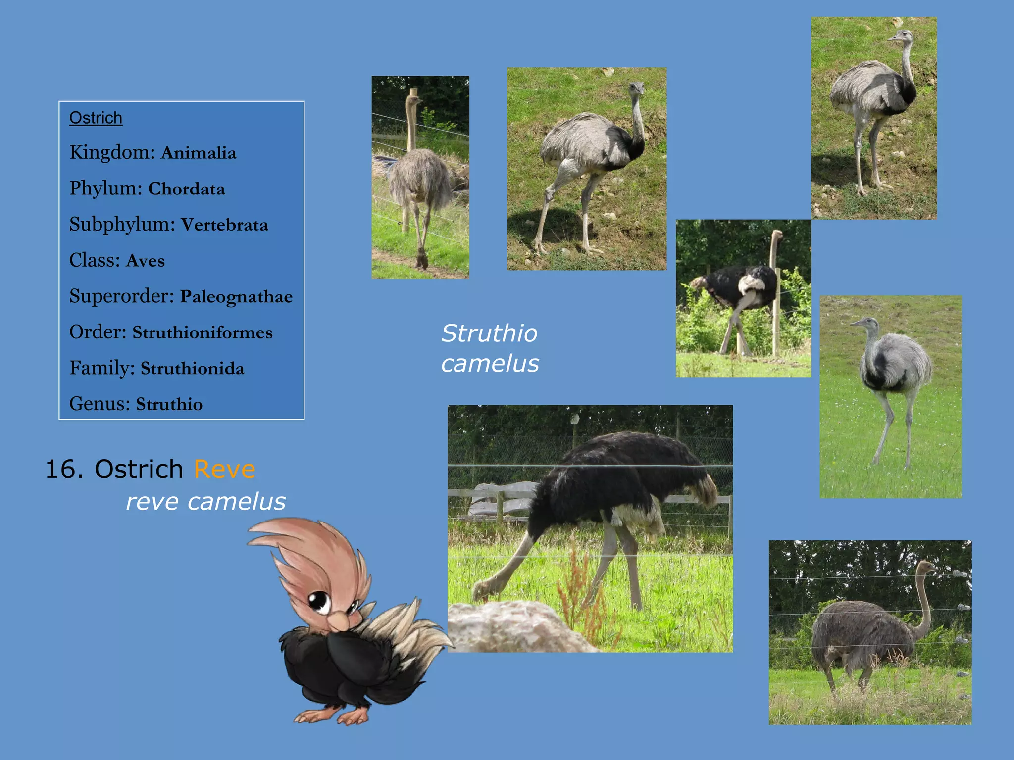 Aywas Colorations, Taxonomy, Classification, and Origins [Task #53 ...