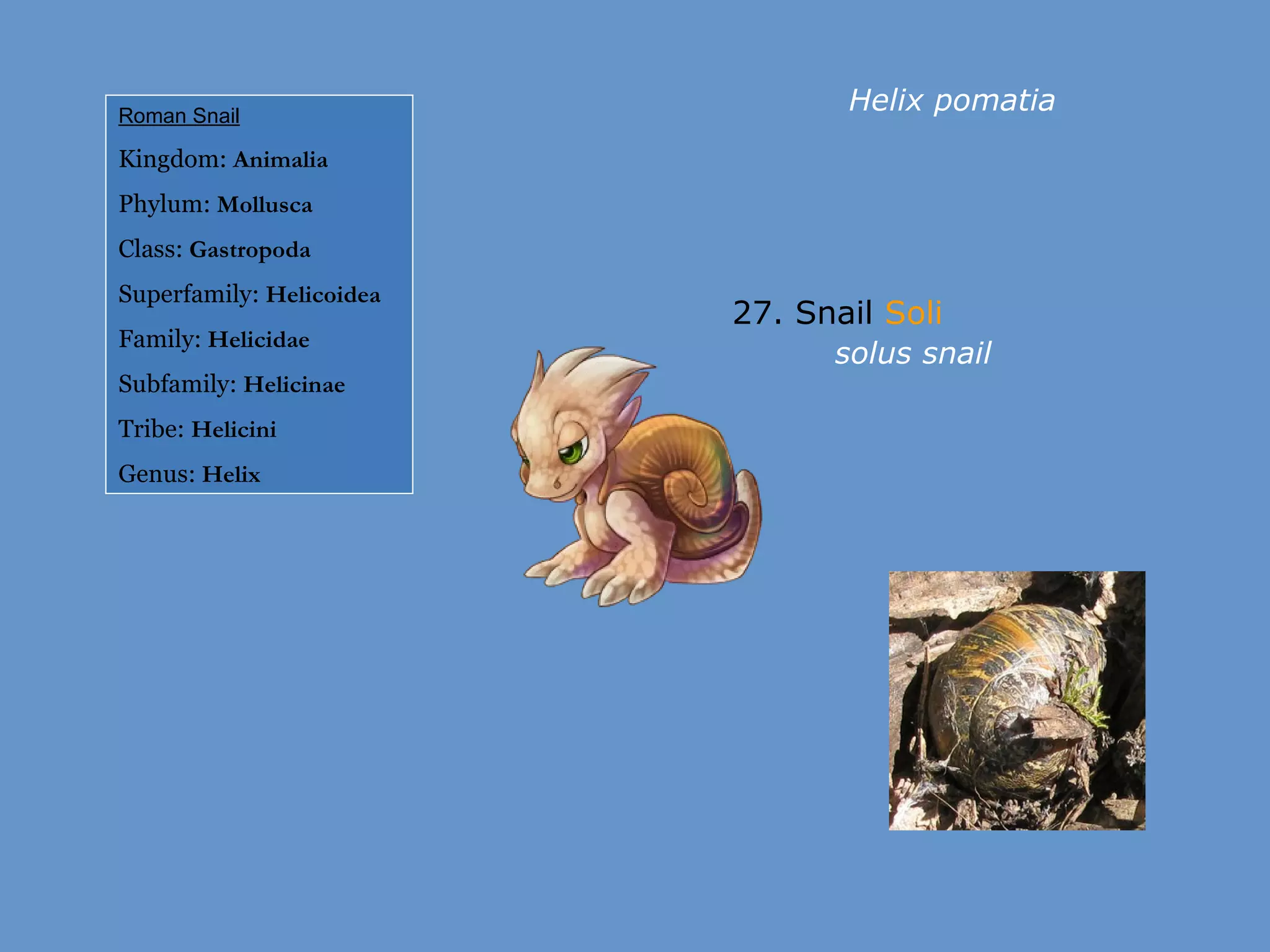 Aywas Colorations, Taxonomy, Classification, and Origins [Task #53 ...