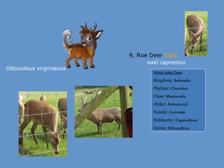 Aywas Colorations, Taxonomy, Classification, and Origins [Task #53 ...