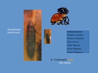 Aywas Colorations, Taxonomy, Classification, and Origins [Task #53 ...